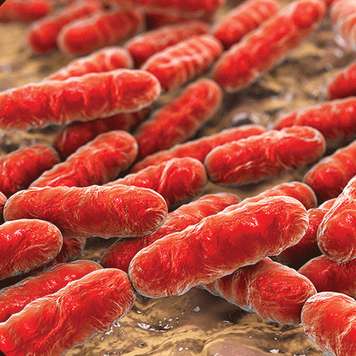 Lactobacillus rhamnosus LGG