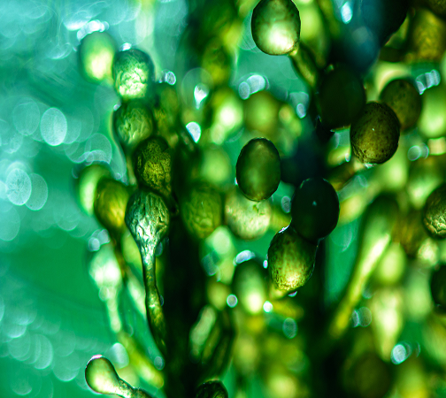 Plant-based DHA Omega-3