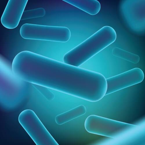 Bacillus subtilis (B.subtilis) DE111®